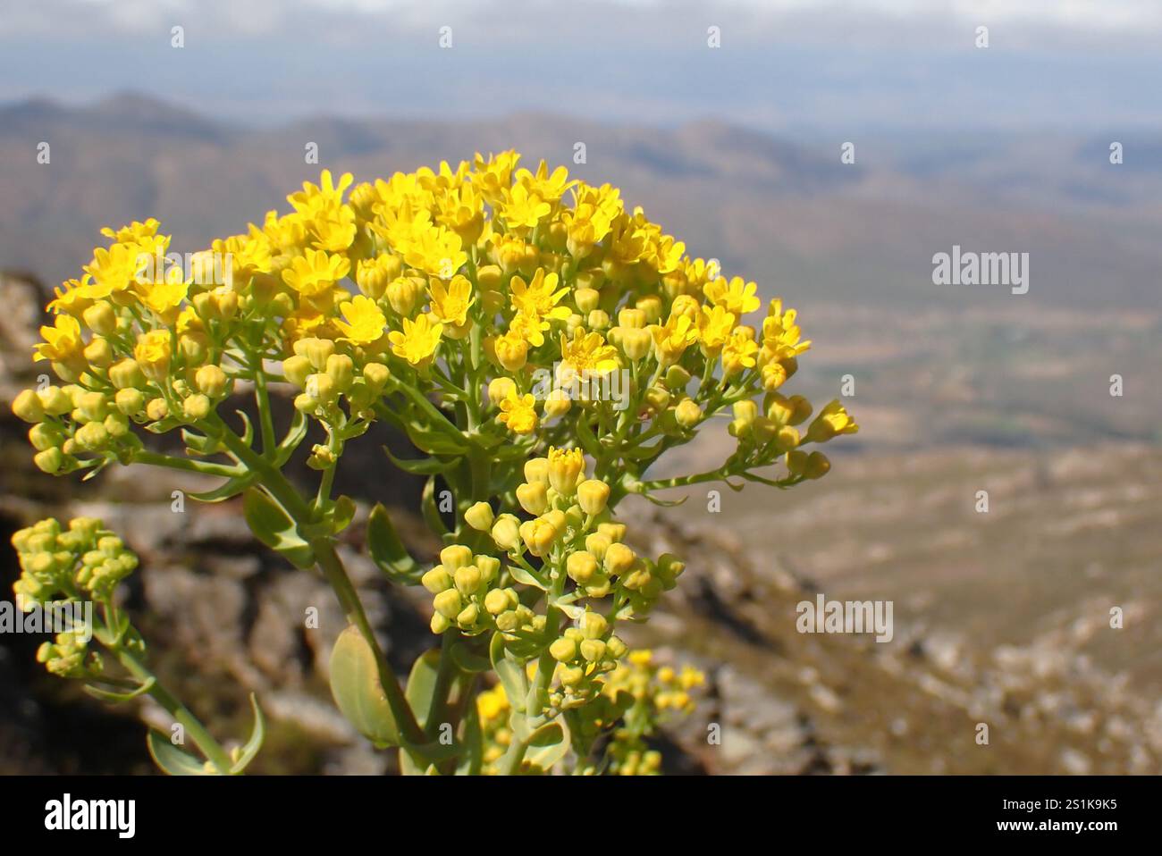 Poorflower Babooncabbage (Othonna parviflora Stock Photo - Alamy