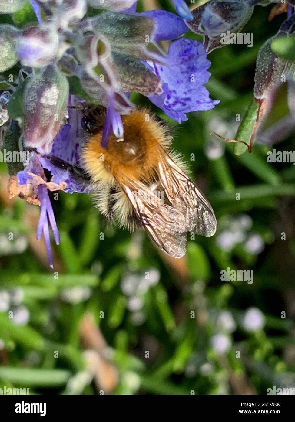 Common Carder Bumble Bee (Bombus pascuorum Stock Photo - Alamy