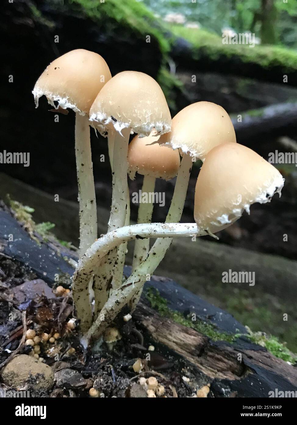 Pale Brittlestem (Candolleomyces candolleanus Stock Photo - Alamy