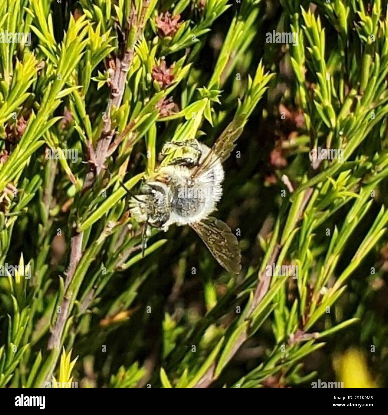 Western Leafcutter Bee (Megachile perihirta Stock Photo - Alamy