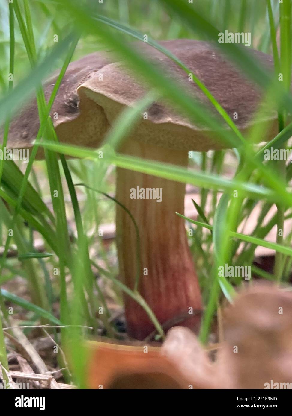 Red-cracking Bolete (Xerocomellus chrysenteron Stock Photo - Alamy