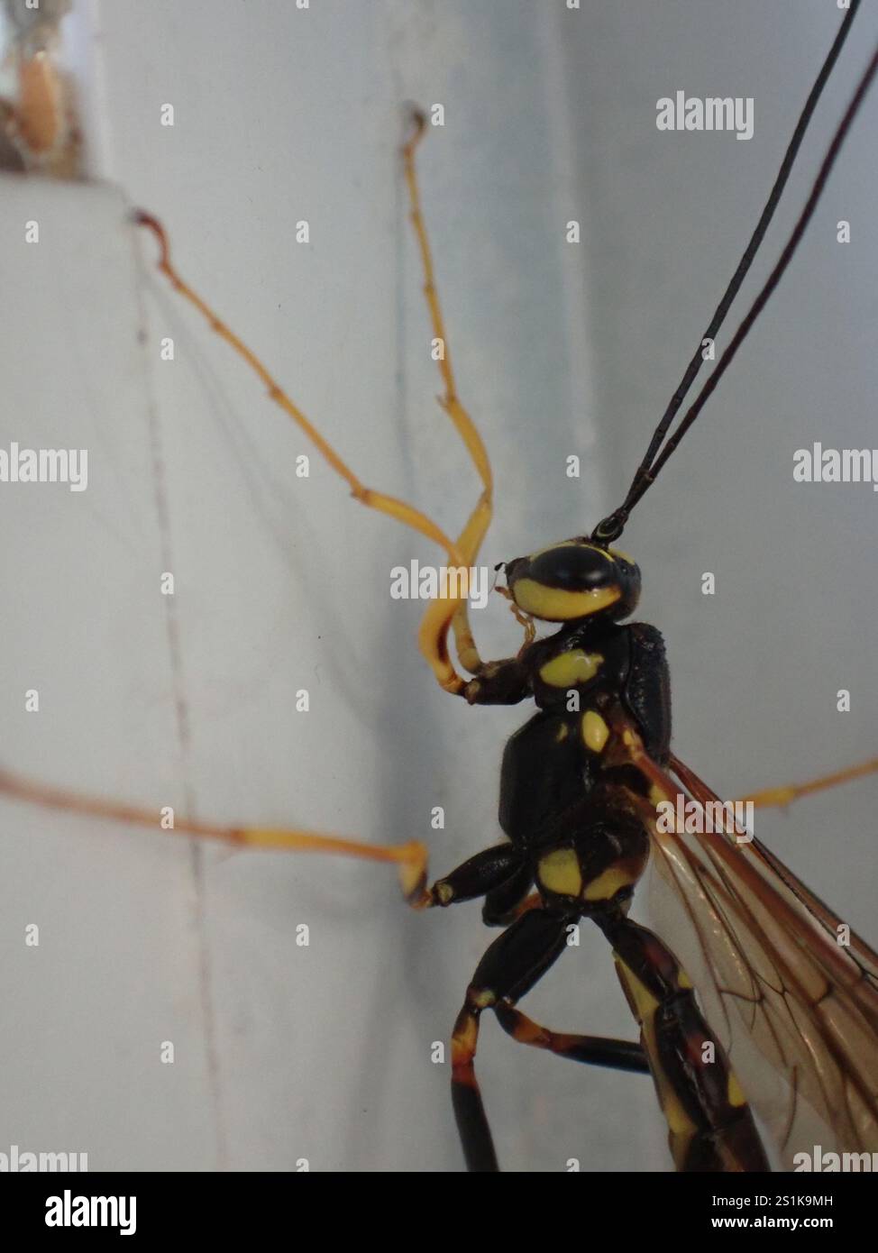 Norton's Giant Ichneumonid Wasp (Megarhyssa nortoni Stock Photo - Alamy