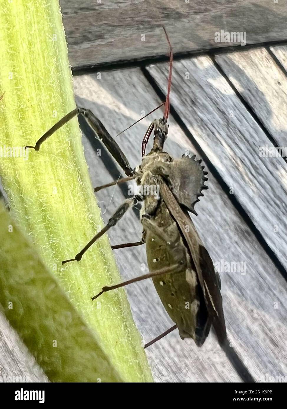 North American Wheel Bug (Arilus cristatus Stock Photo - Alamy