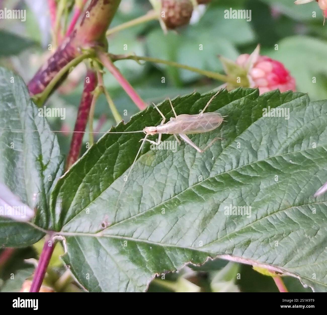Italian Tree Cricket (Oecanthus pellucens Stock Photo - Alamy