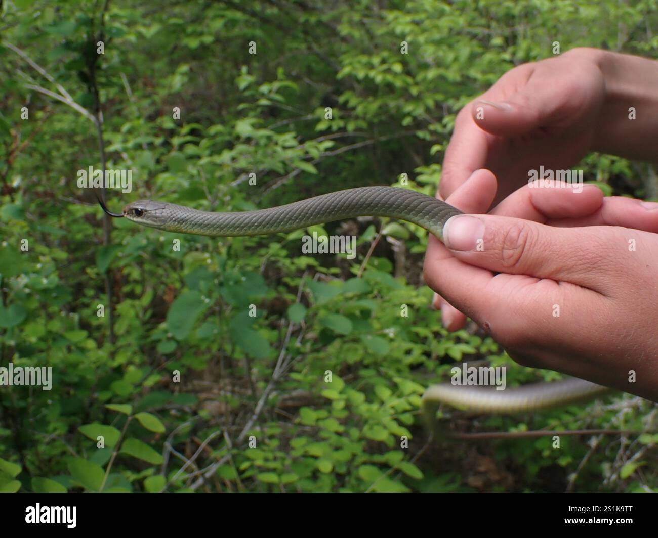 Western Yellow-bellied Racer (Coluber constrictor mormon Stock Photo ...