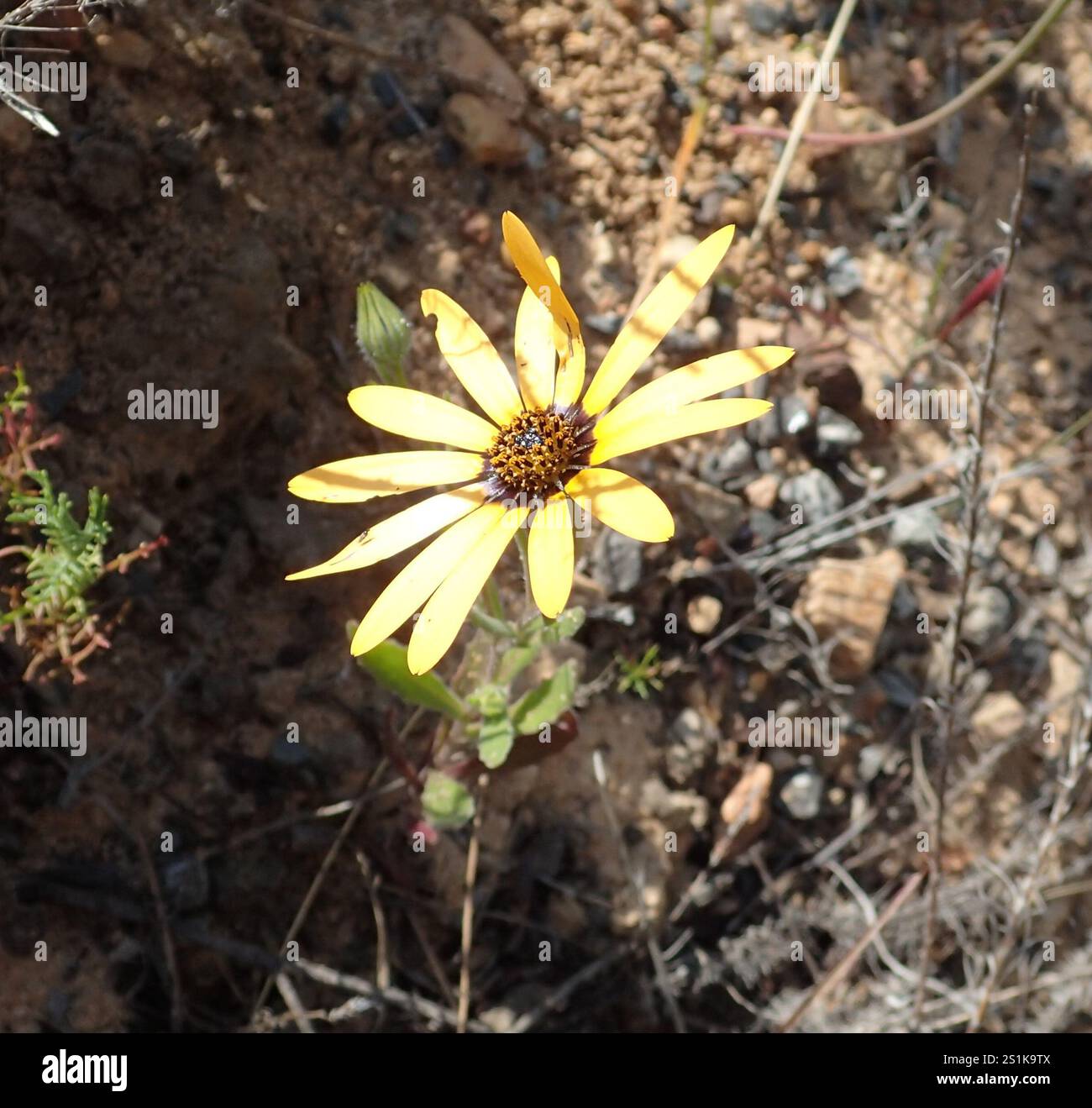 Cape marigold (Dimorphotheca sinuata Stock Photo - Alamy