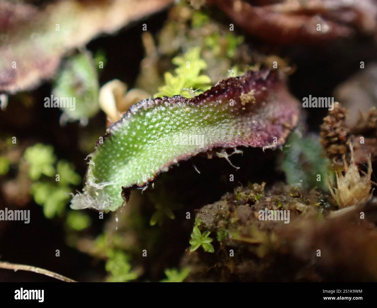 Fragrant Macewort (Mannia fragrans Stock Photo - Alamy