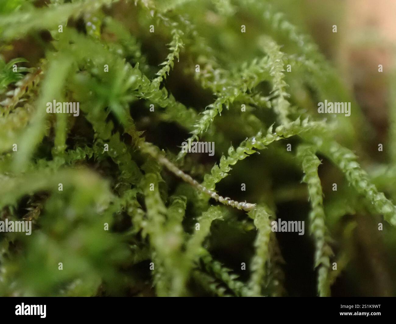 Siberian Myurella Moss (Myurella sibirica Stock Photo - Alamy