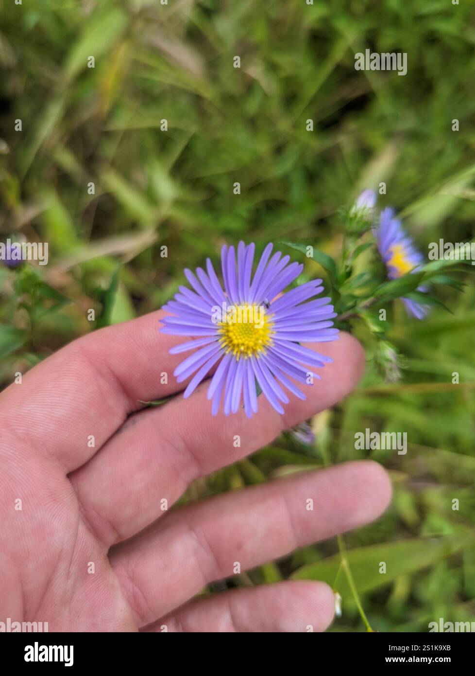 swamp aster (Symphyotrichum puniceum Stock Photo - Alamy