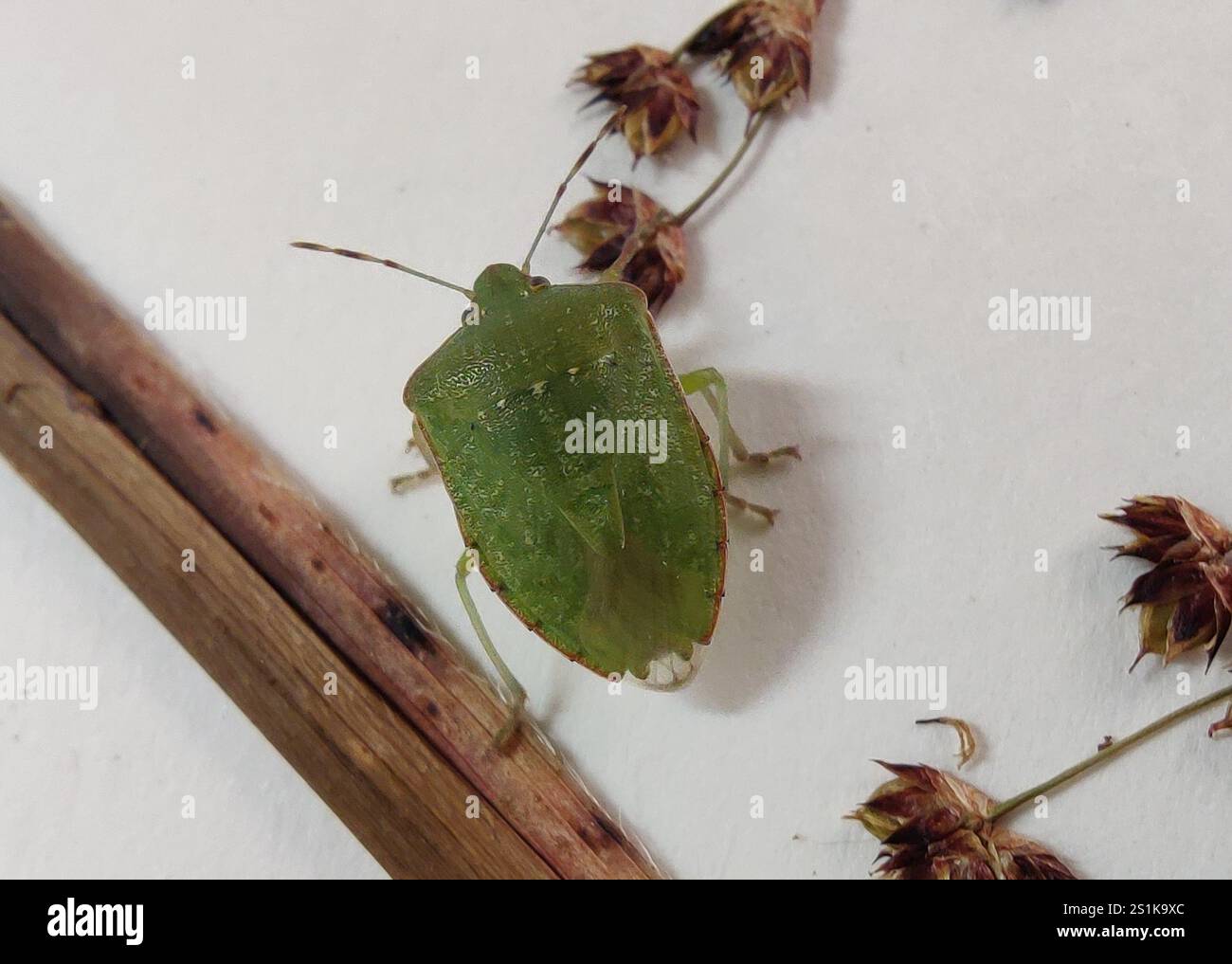Southern Green Stink Bug (Nezara viridula Stock Photo - Alamy