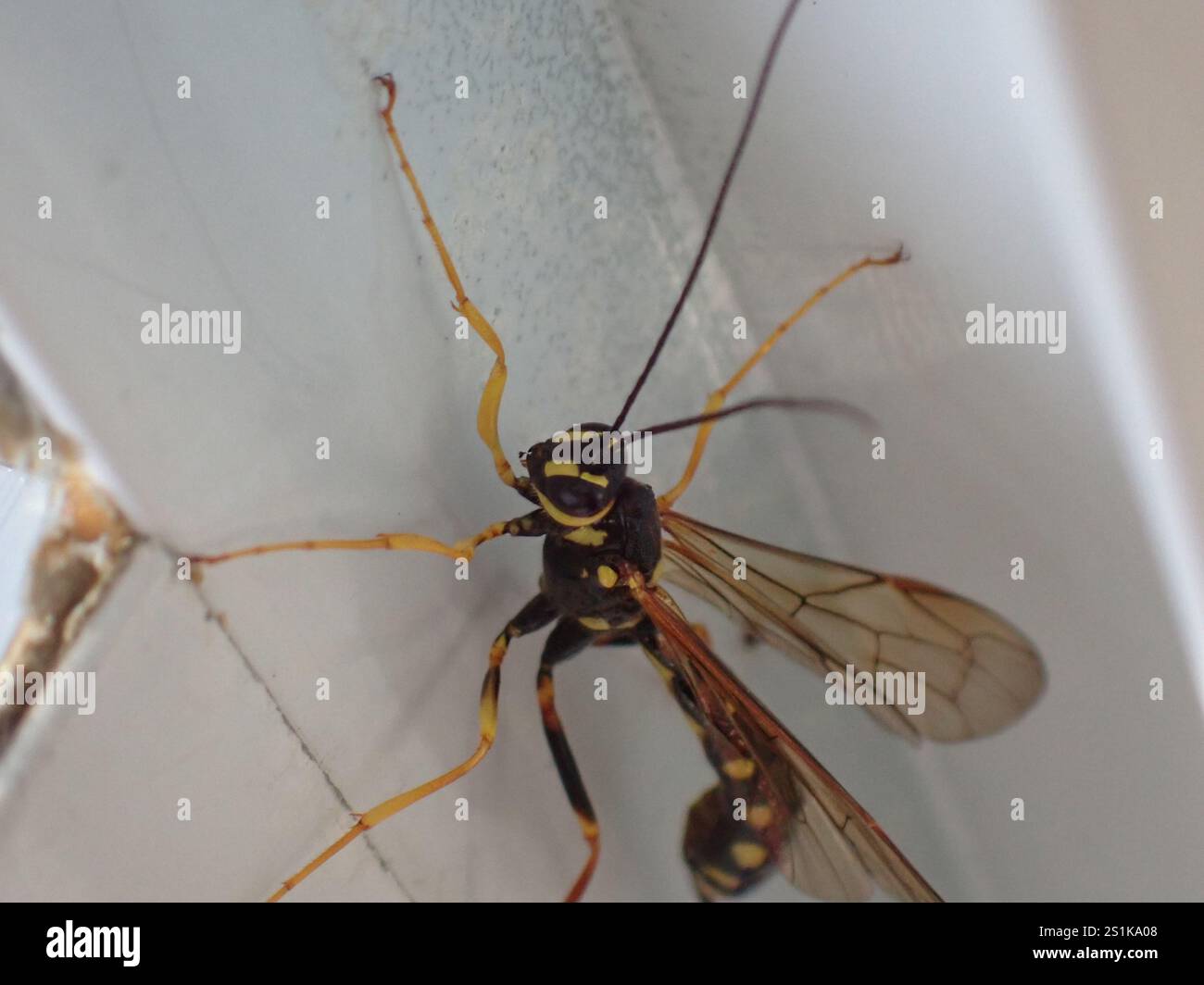 Norton's Giant Ichneumonid Wasp (Megarhyssa nortoni Stock Photo - Alamy