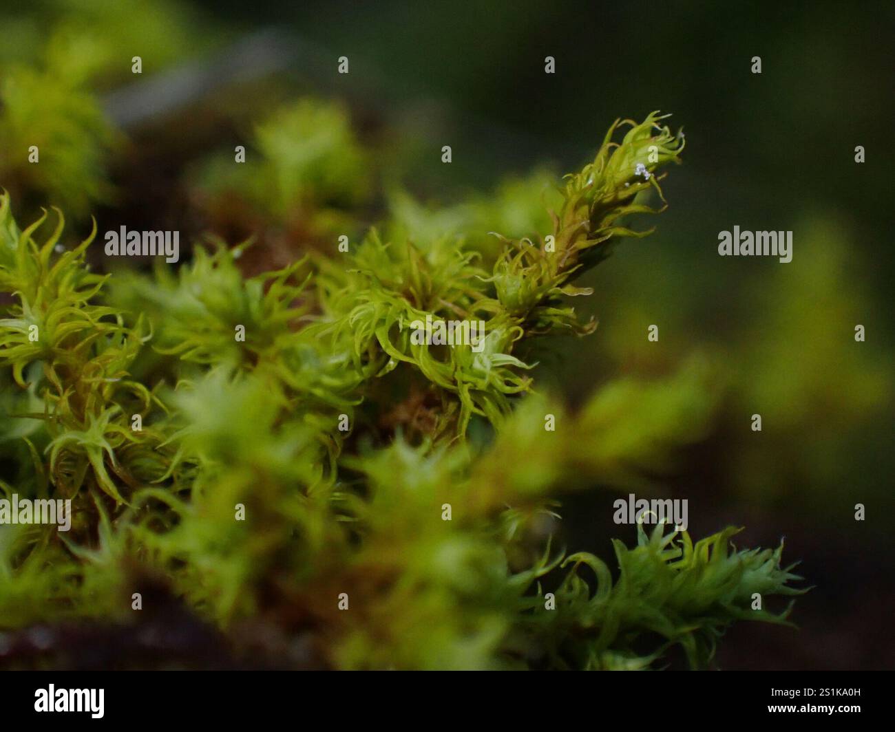 Elongate Rock Moss (Racomitrium elongatum Stock Photo - Alamy