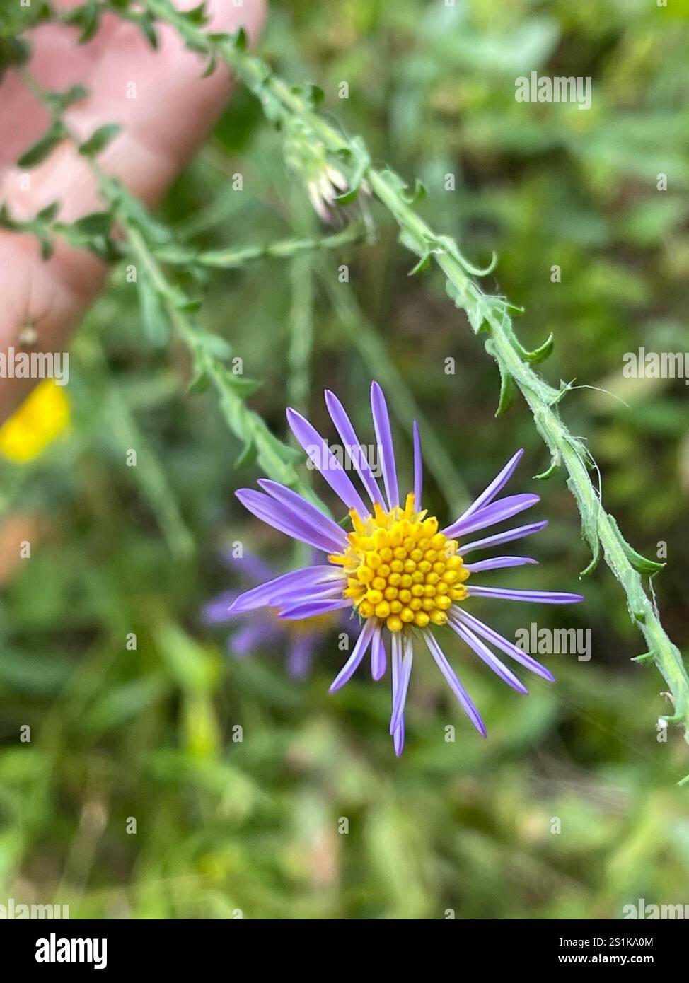late purple aster (Symphyotrichum patens Stock Photo - Alamy
