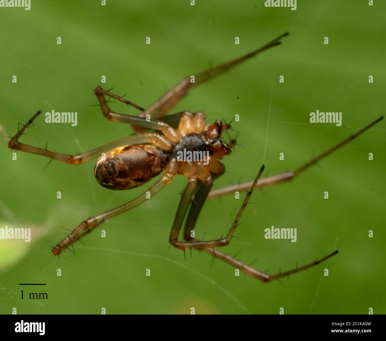 Common sheetweb spider (Linyphia triangularis Stock Photo - Alamy