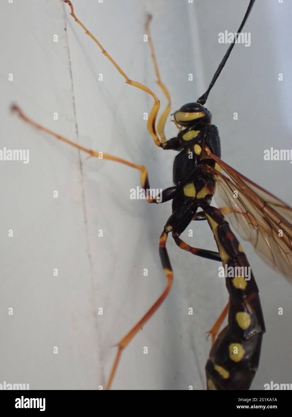 Norton's Giant Ichneumonid Wasp (Megarhyssa nortoni Stock Photo - Alamy