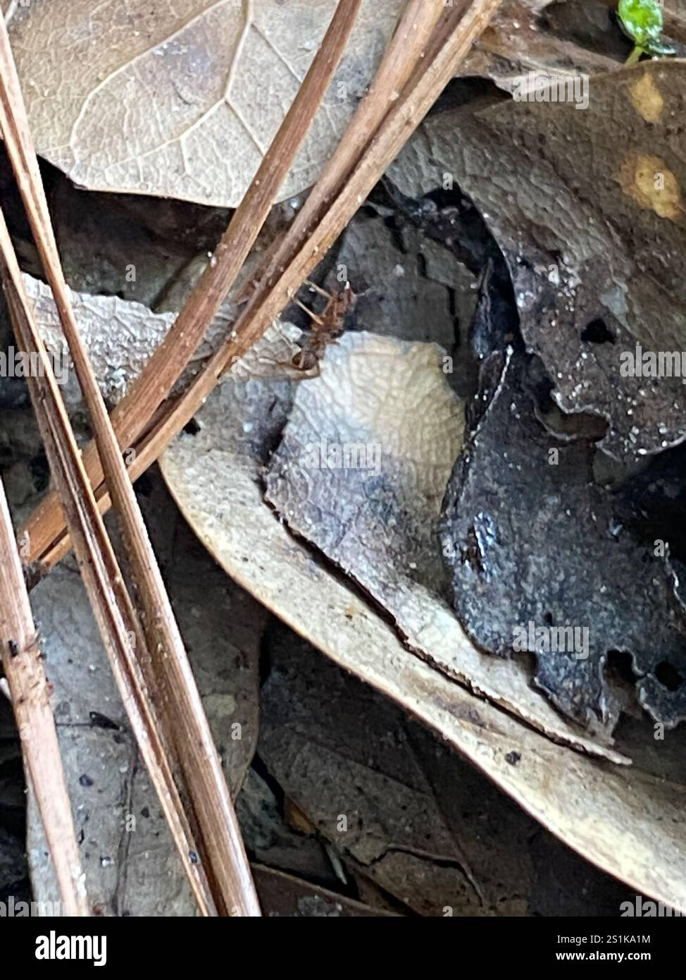 Northern Fungus-farming Ant (Trachymyrmex septentrionalis Stock Photo ...