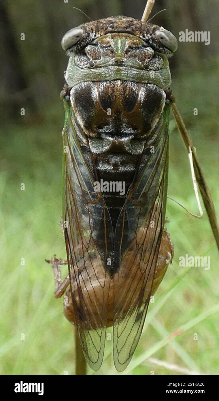 Neotibicen davisi hi-res stock photography and images - Alamy