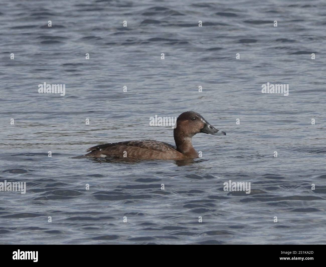 Hardhead (Aythya australis Stock Photo - Alamy