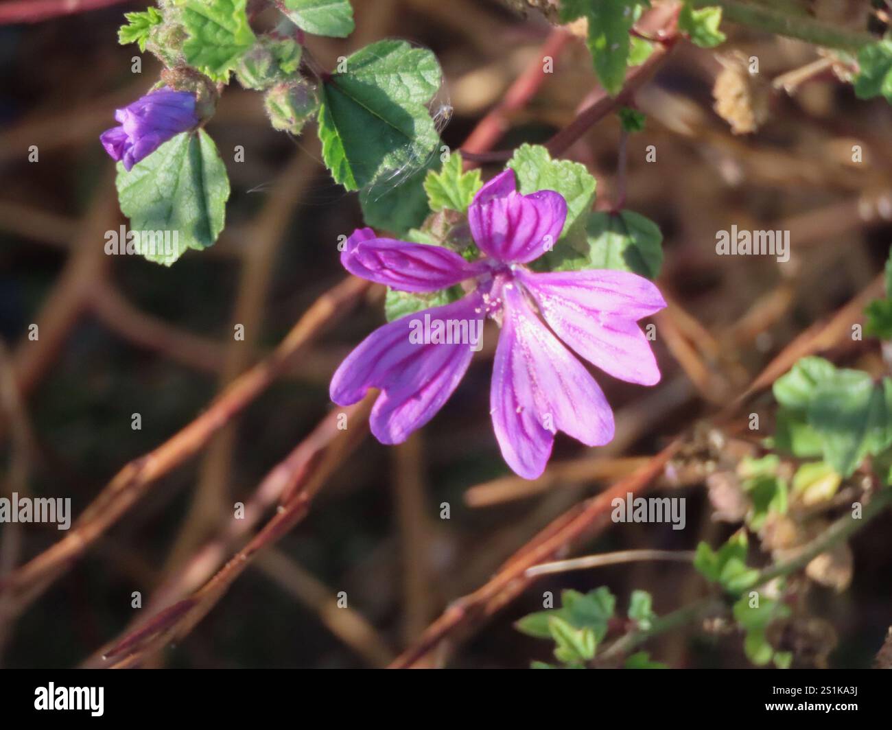 Common Mallow (Malva sylvestris Stock Photo - Alamy