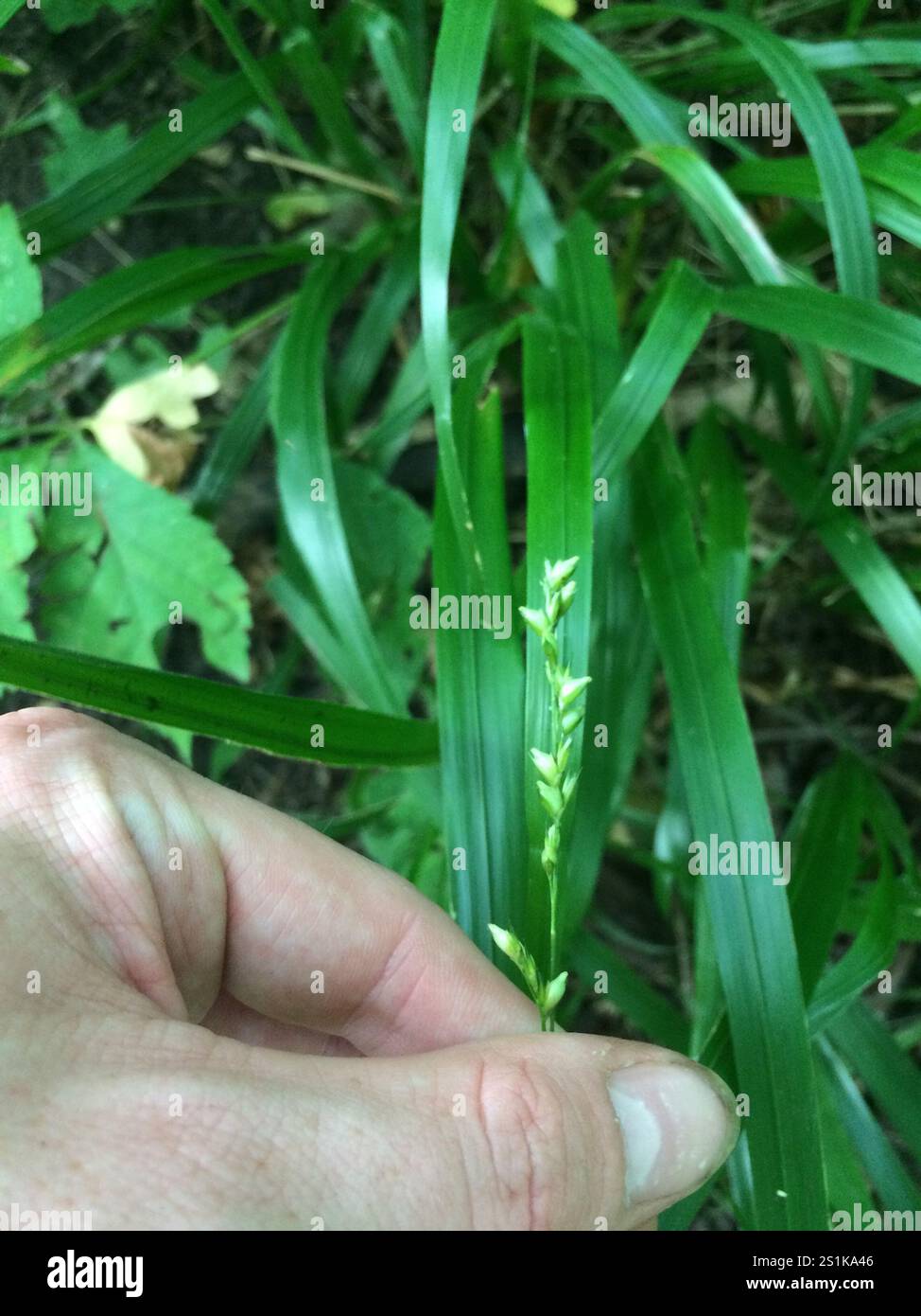 Beak Grass (Diarrhena obovata Stock Photo - Alamy