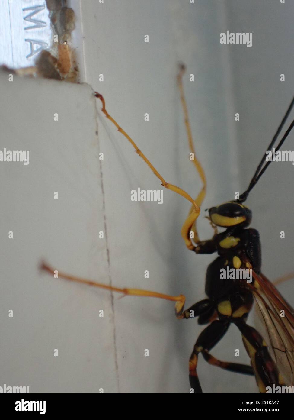 Norton's Giant Ichneumonid Wasp (Megarhyssa nortoni Stock Photo - Alamy