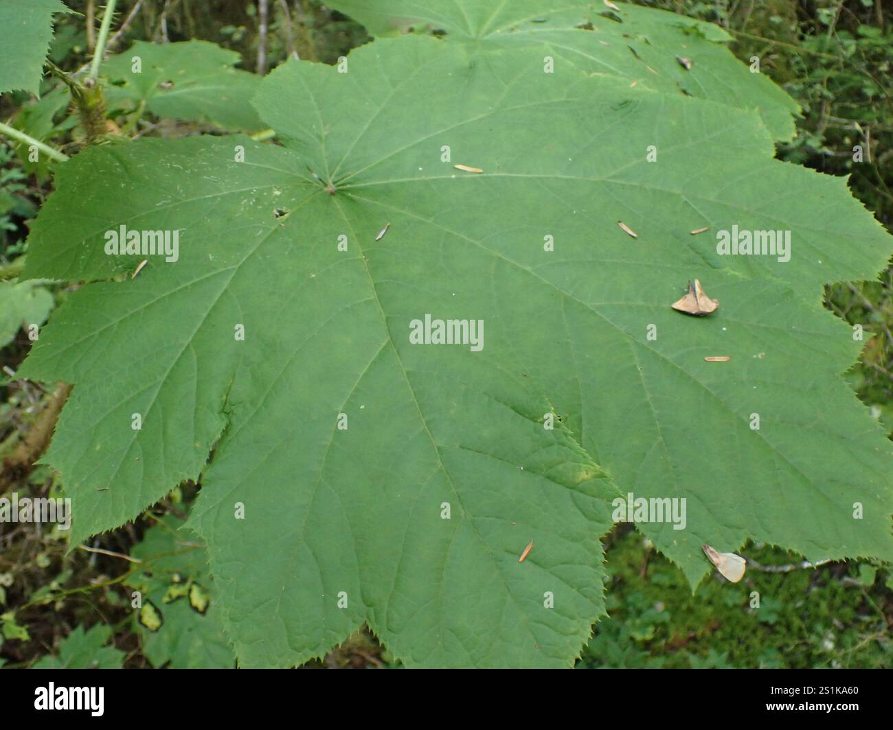 Devil's Club (Oplopanax horridus Stock Photo - Alamy
