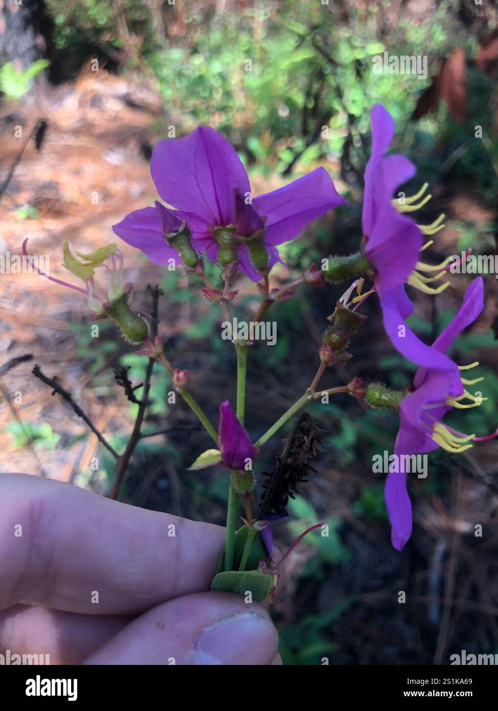 Savannah meadowbeauty (Rhexia alifanus Stock Photo - Alamy