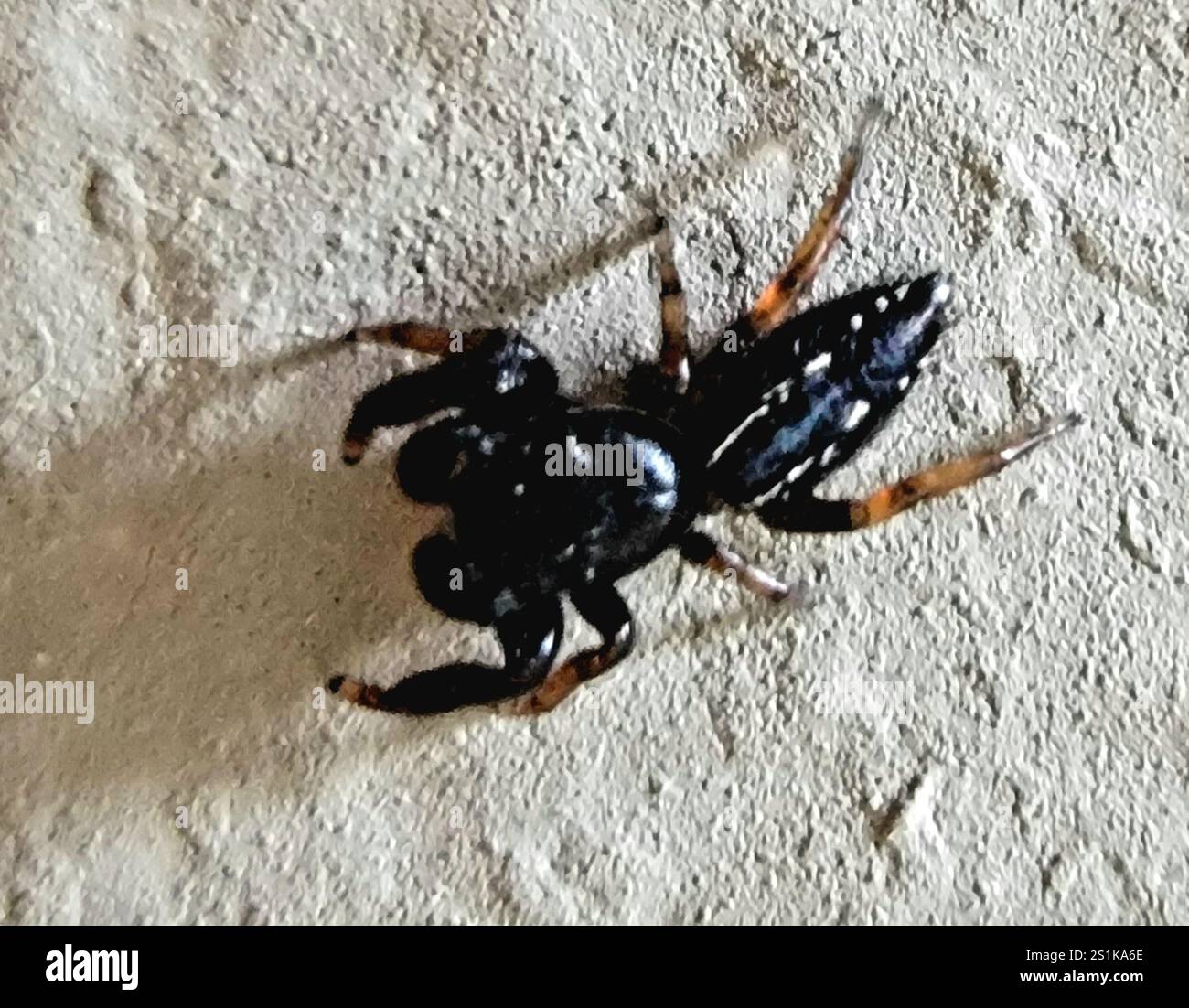 Ribbon Jumping Spider (Metacyrba taeniola Stock Photo - Alamy