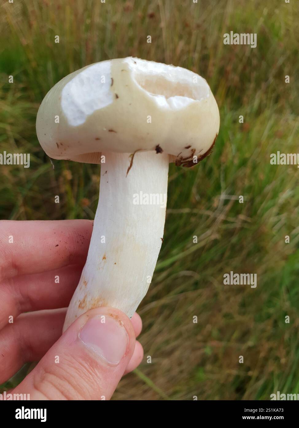 Field Blewit (Collybia personata Stock Photo - Alamy