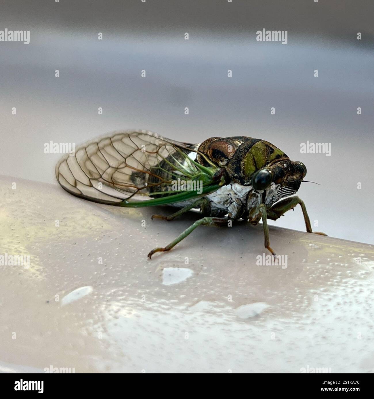 Swamp Cicada (Neotibicen tibicen Stock Photo - Alamy
