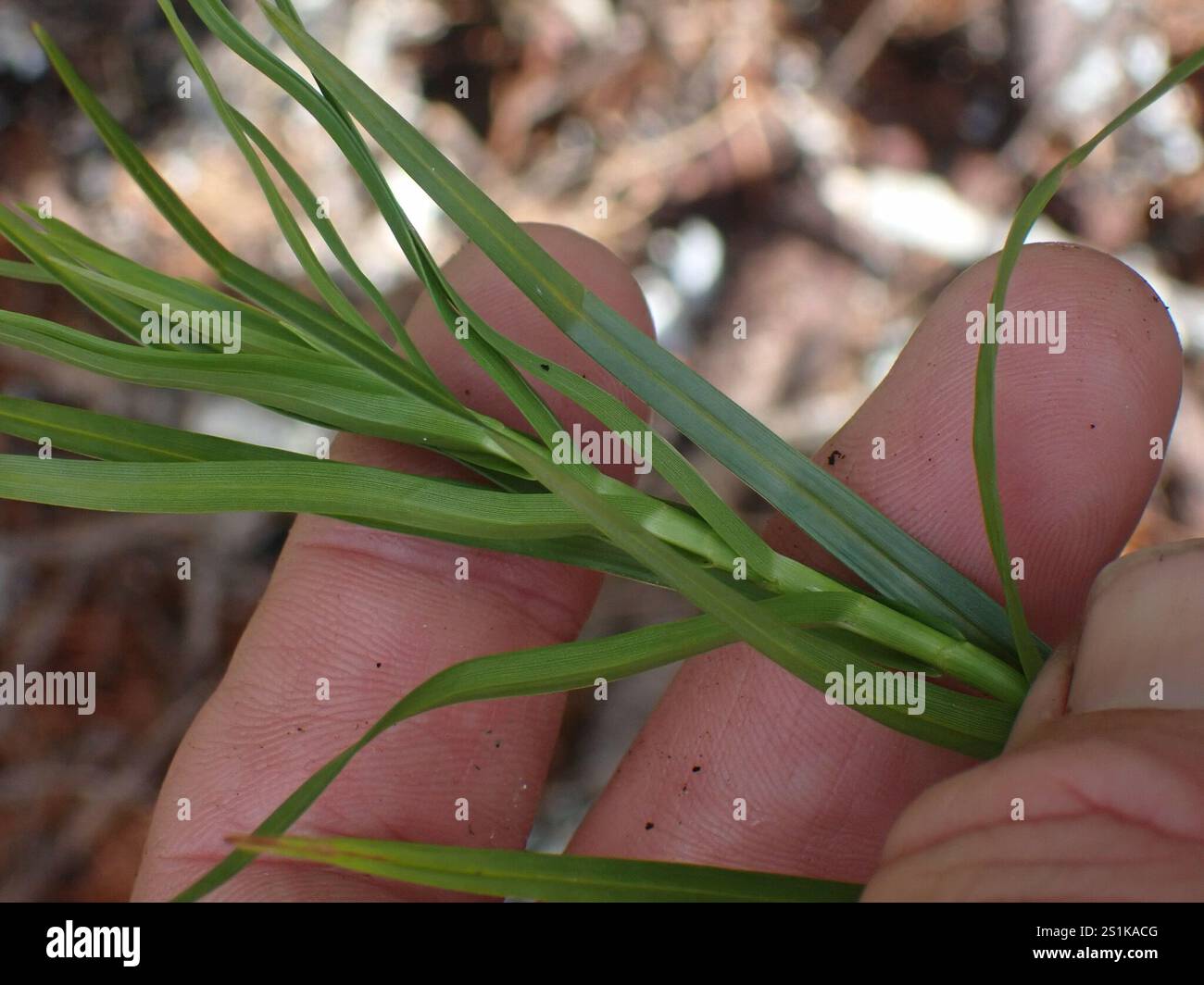 Three-way Sedge (Dulichium arundinaceum Stock Photo - Alamy