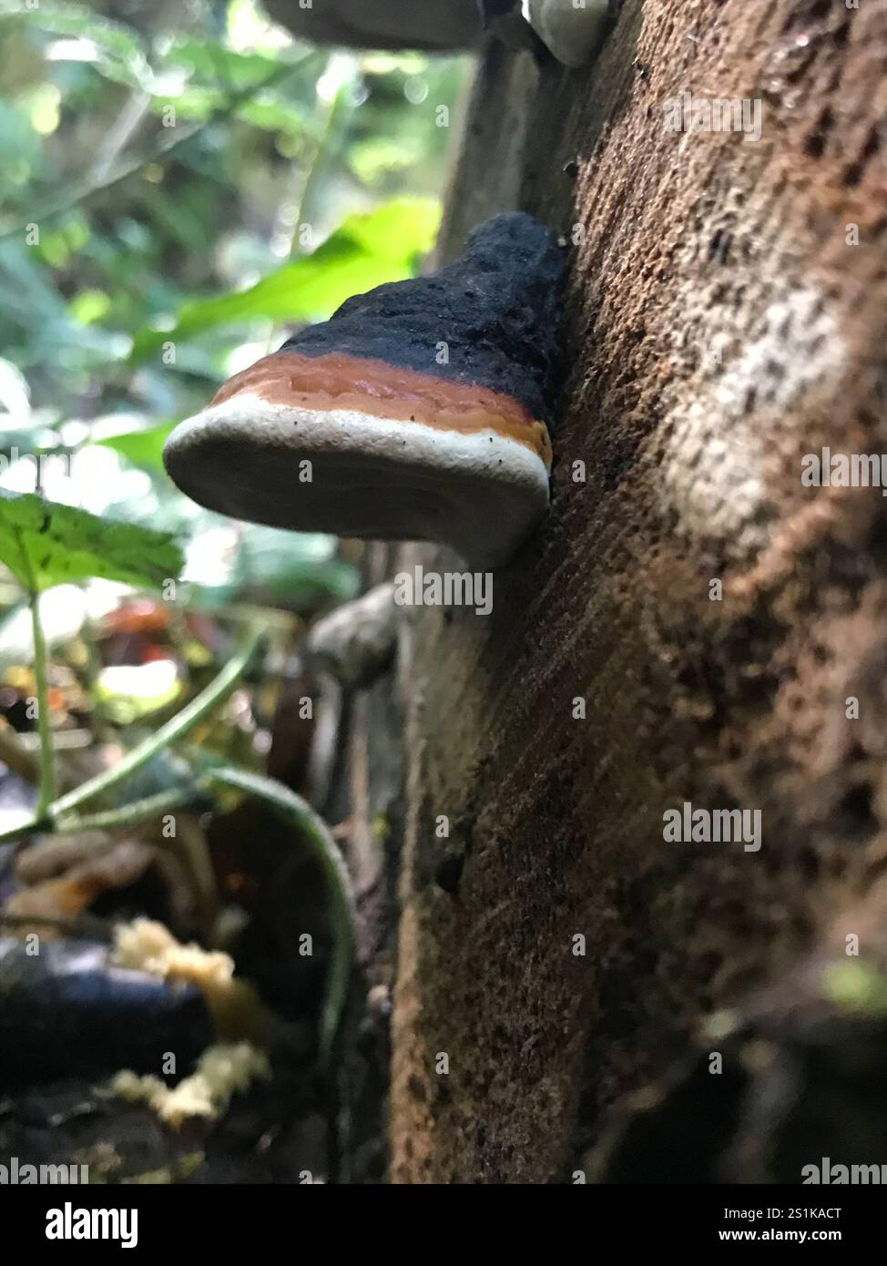 Red-banded Polypore (Fomitopsis pinicola Stock Photo - Alamy