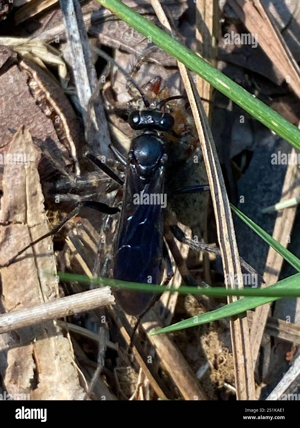 Spider Wasps (Pompilidae Stock Photo - Alamy