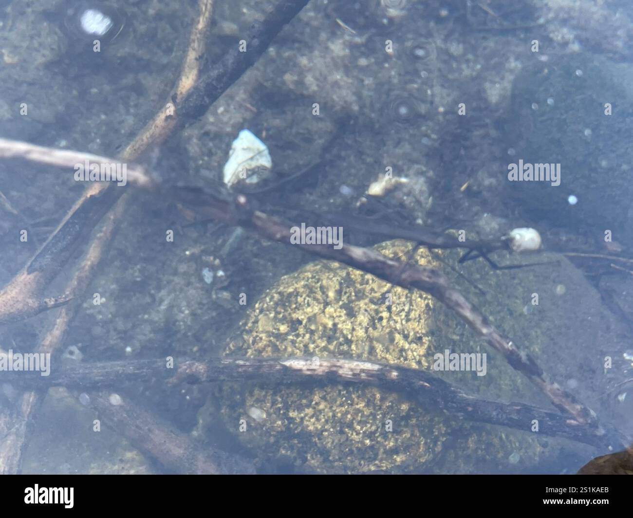 Brown Waterscorpion (Ranatra fusca Stock Photo - Alamy