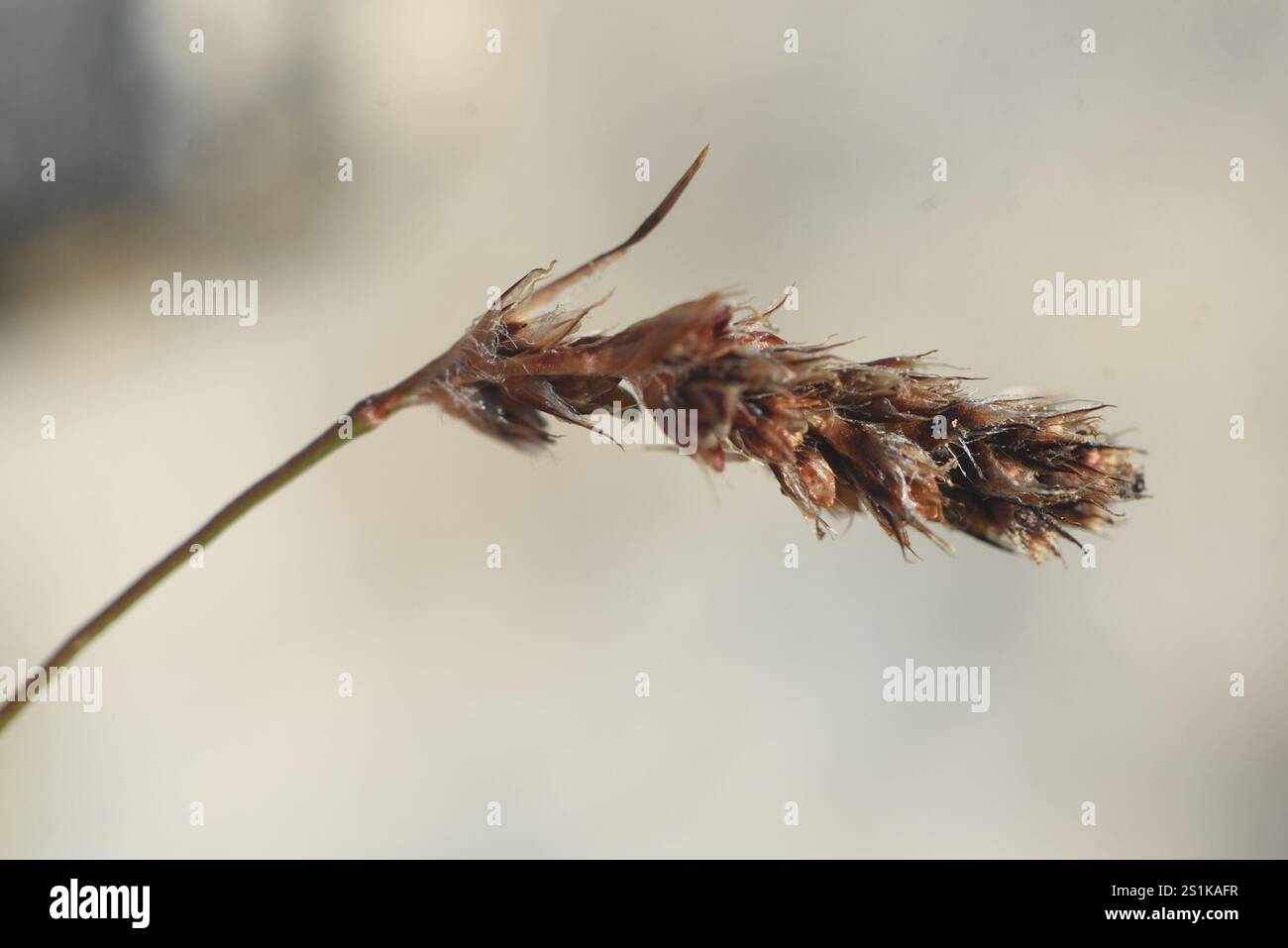 Spiked Woodrush (Luzula spicata Stock Photo - Alamy