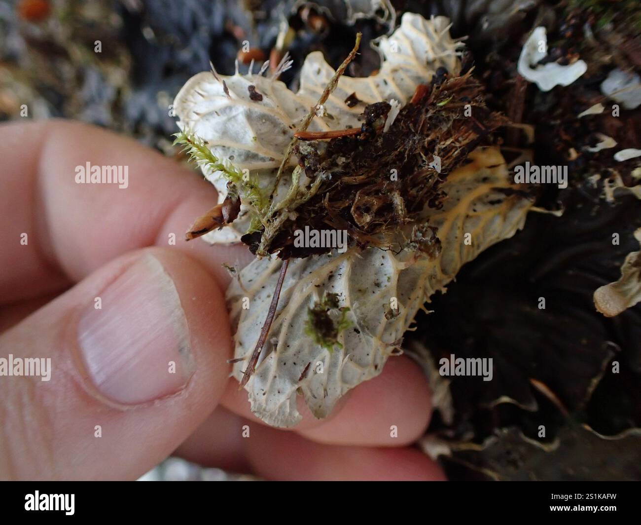 membranous pelt lichen (Peltigera membranacea Stock Photo - Alamy