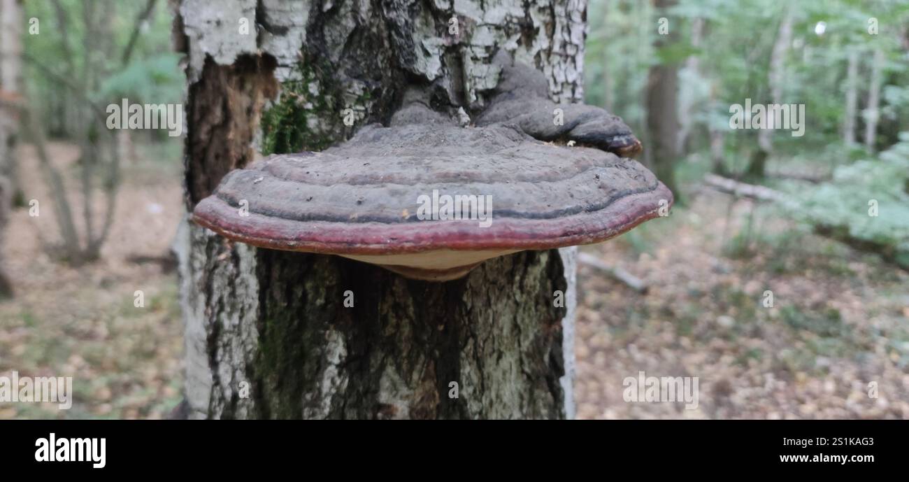 Red-banded Polypore (Fomitopsis pinicola Stock Photo - Alamy