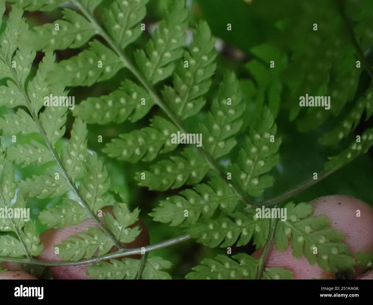 spreading wood fern (Dryopteris expansa Stock Photo - Alamy