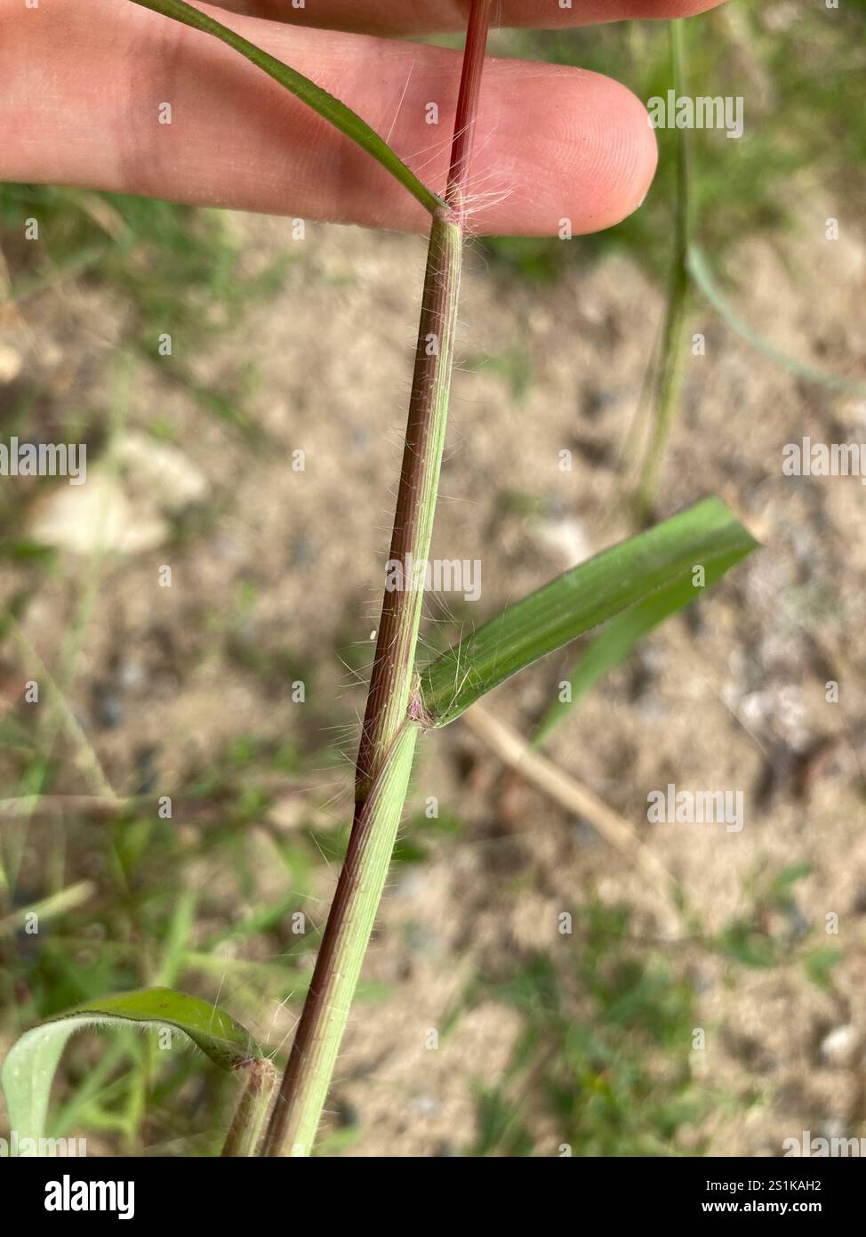 Hairy Crabgrass (Digitaria sanguinalis Stock Photo - Alamy