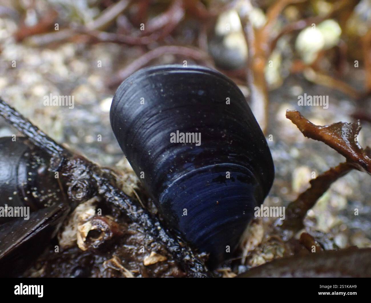Northern Bay Mussel (Mytilus trossulus Stock Photo - Alamy