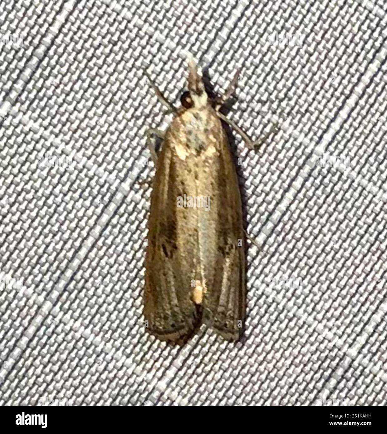 Bluegrass webworm moth hi-res stock photography and images - Alamy
