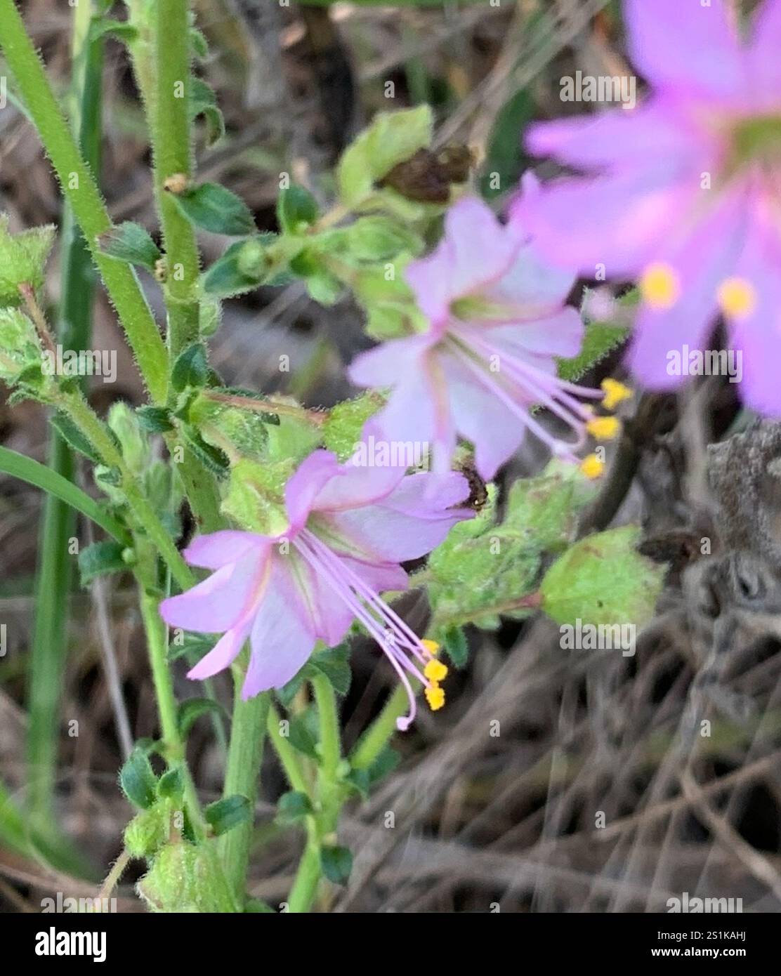 Narrowleaf Four o'Clock (Mirabilis linearis Stock Photo - Alamy