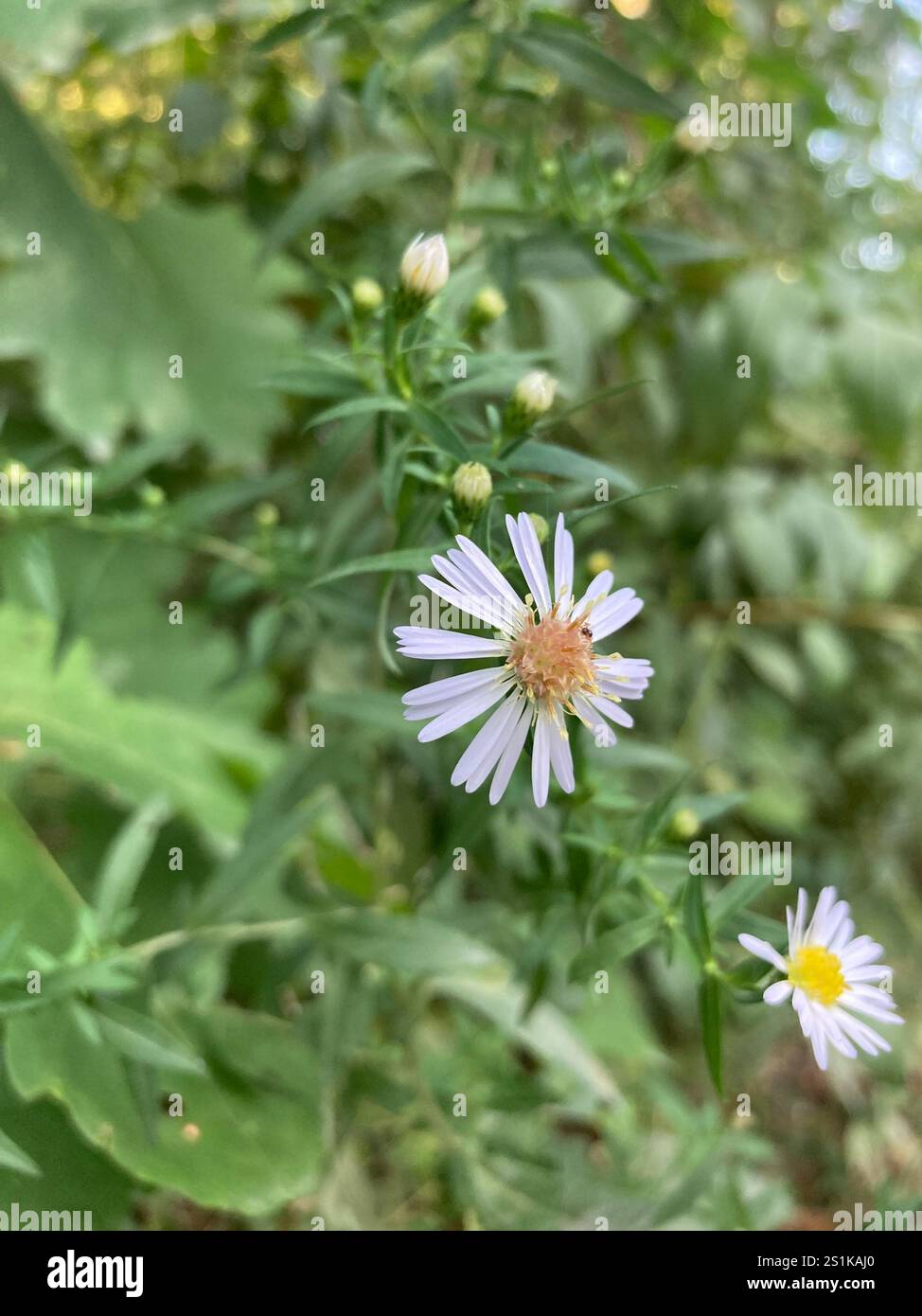 panicled aster (Symphyotrichum lanceolatum Stock Photo - Alamy