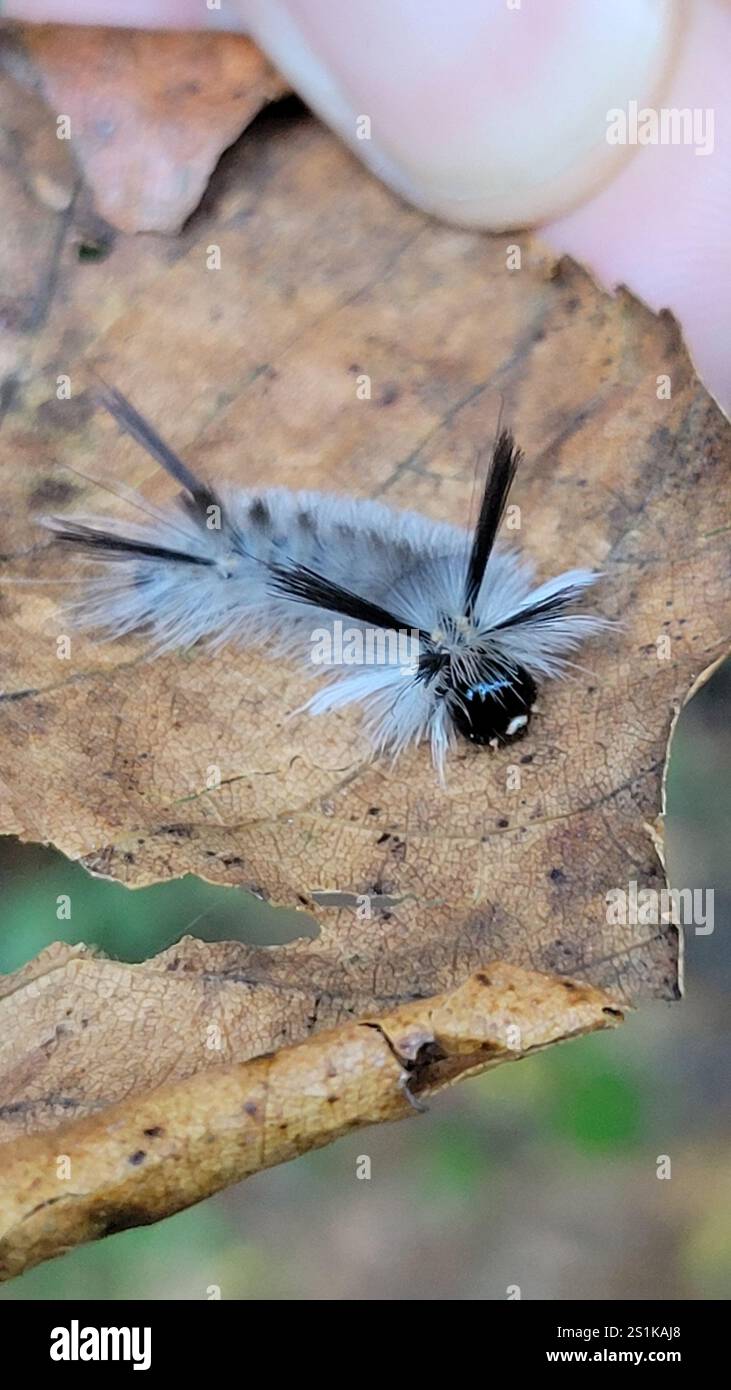 Banded Tussock Moth (Halysidota tessellaris Stock Photo - Alamy