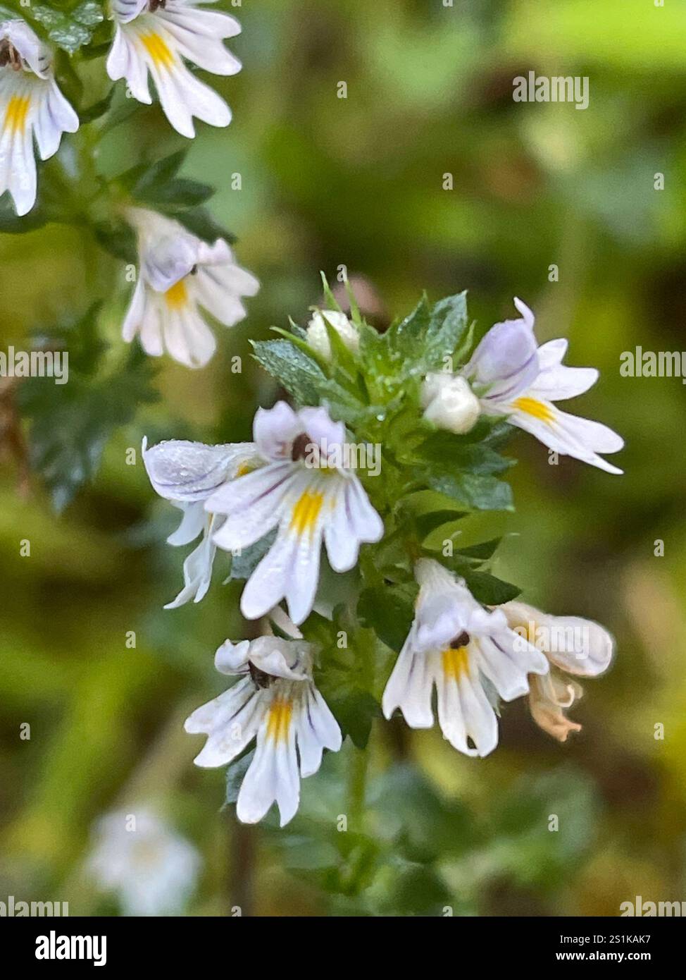 Common Eyebright (Euphrasia nemorosa Stock Photo - Alamy