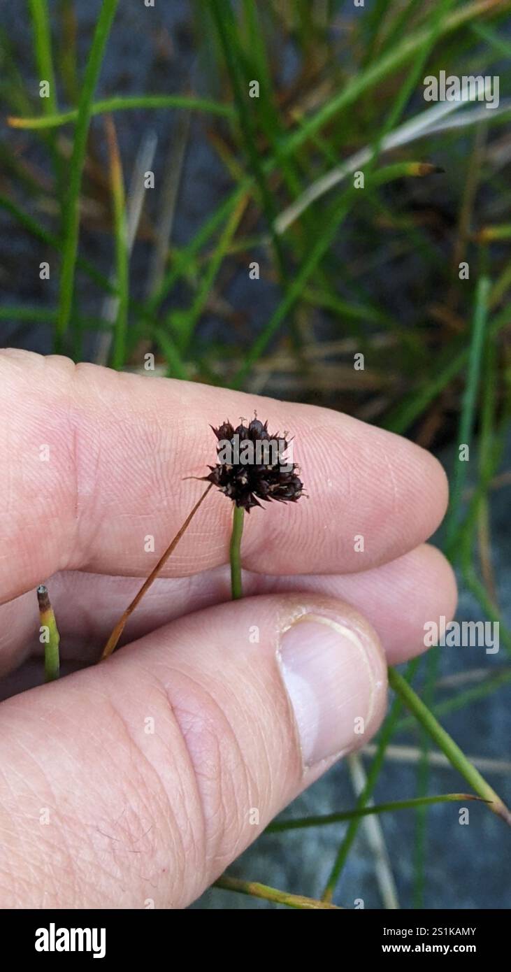 dagger rush (Juncus ensifolius Stock Photo - Alamy