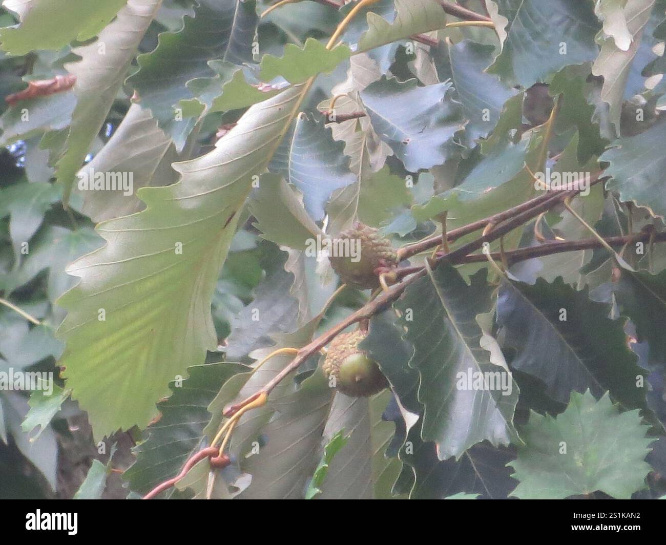 swamp chestnut oak (Quercus michauxii Stock Photo - Alamy