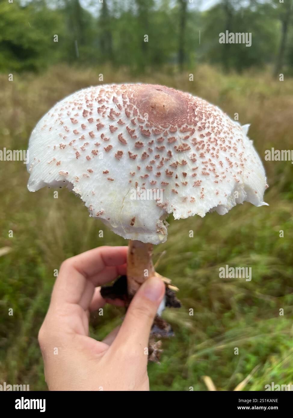 reddening lepiota (Leucoagaricus americanus Stock Photo - Alamy