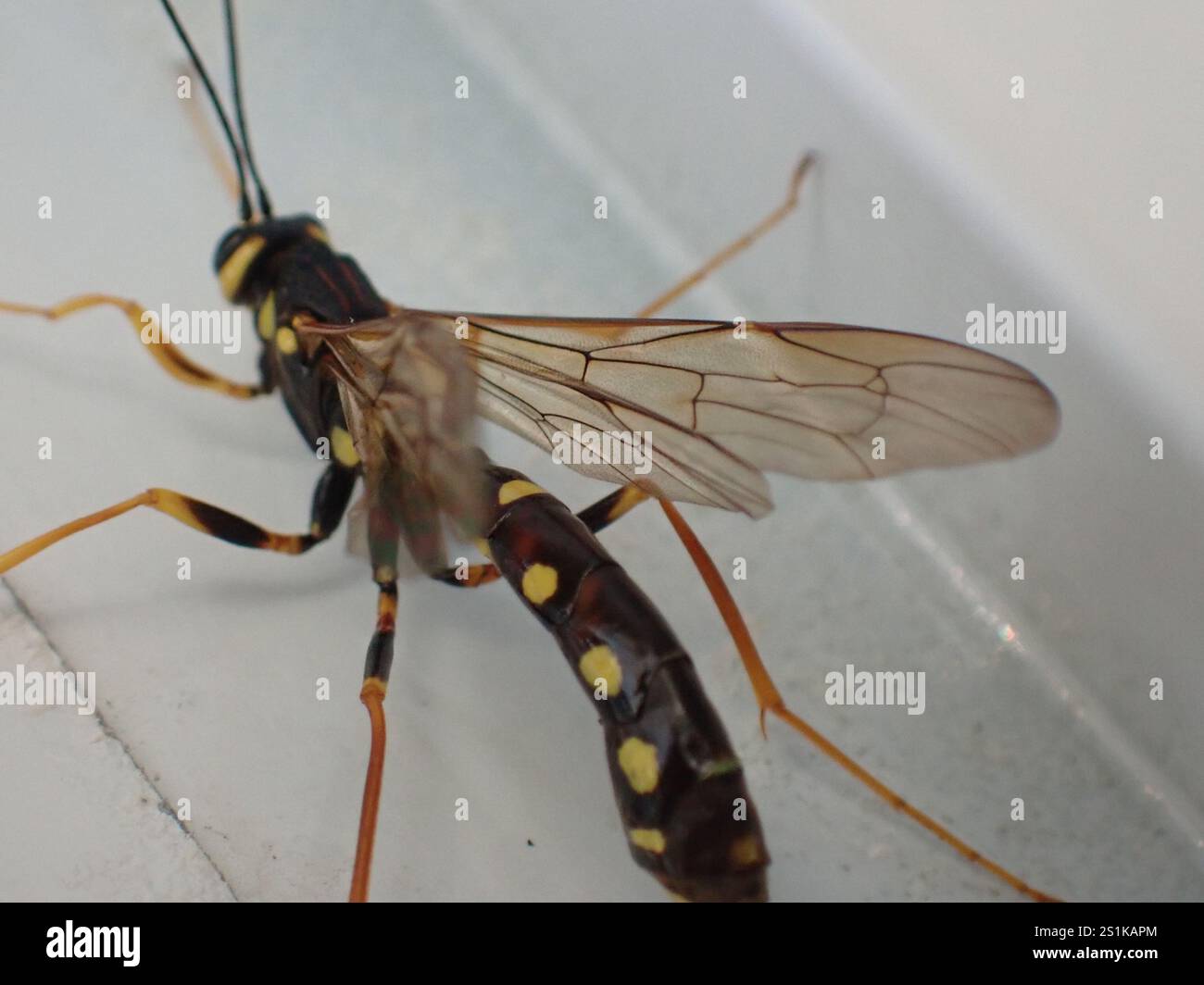 Norton's Giant Ichneumonid Wasp (Megarhyssa nortoni Stock Photo - Alamy