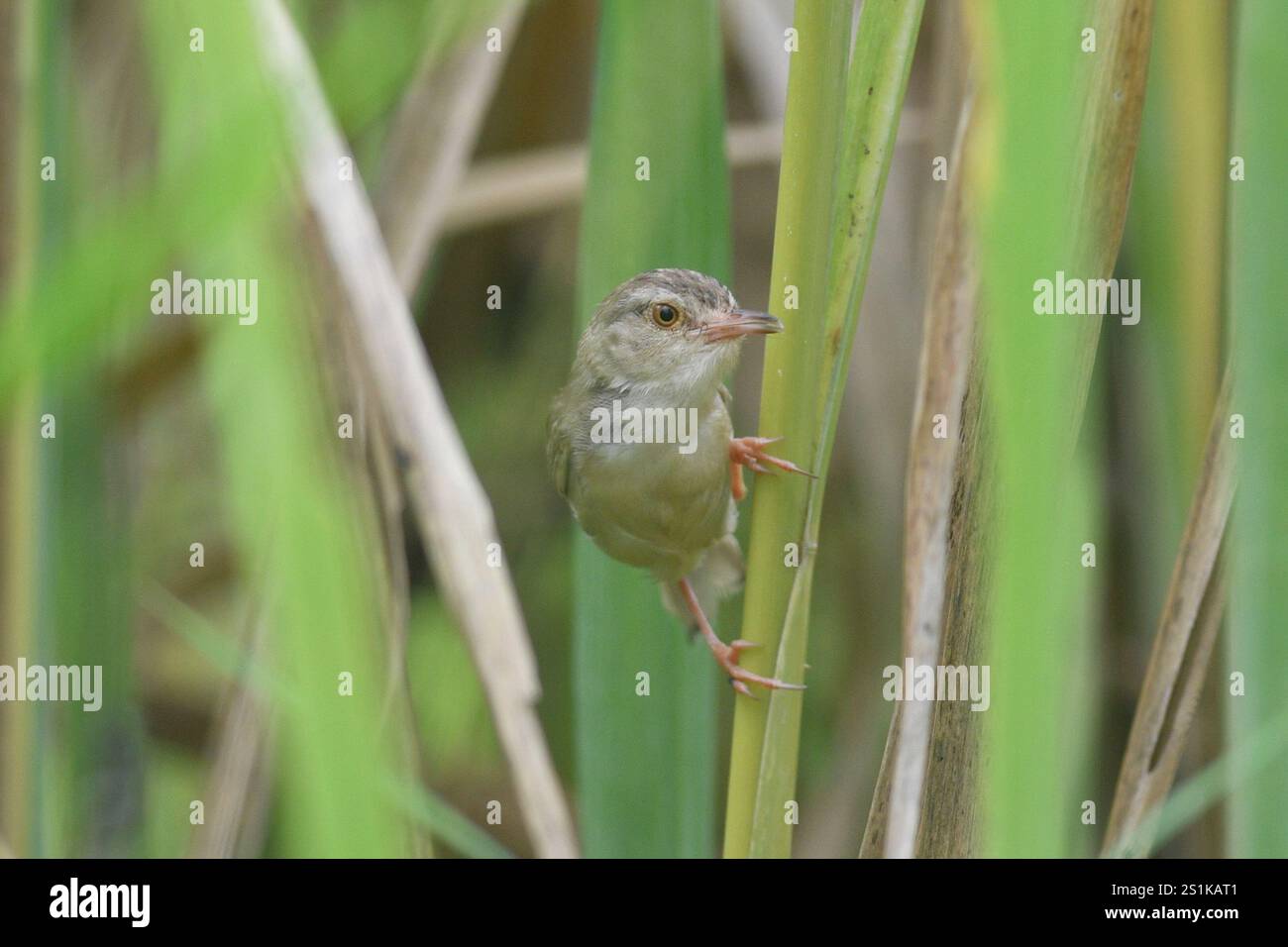 Plain Prinia (Prinia inornata Stock Photo - Alamy